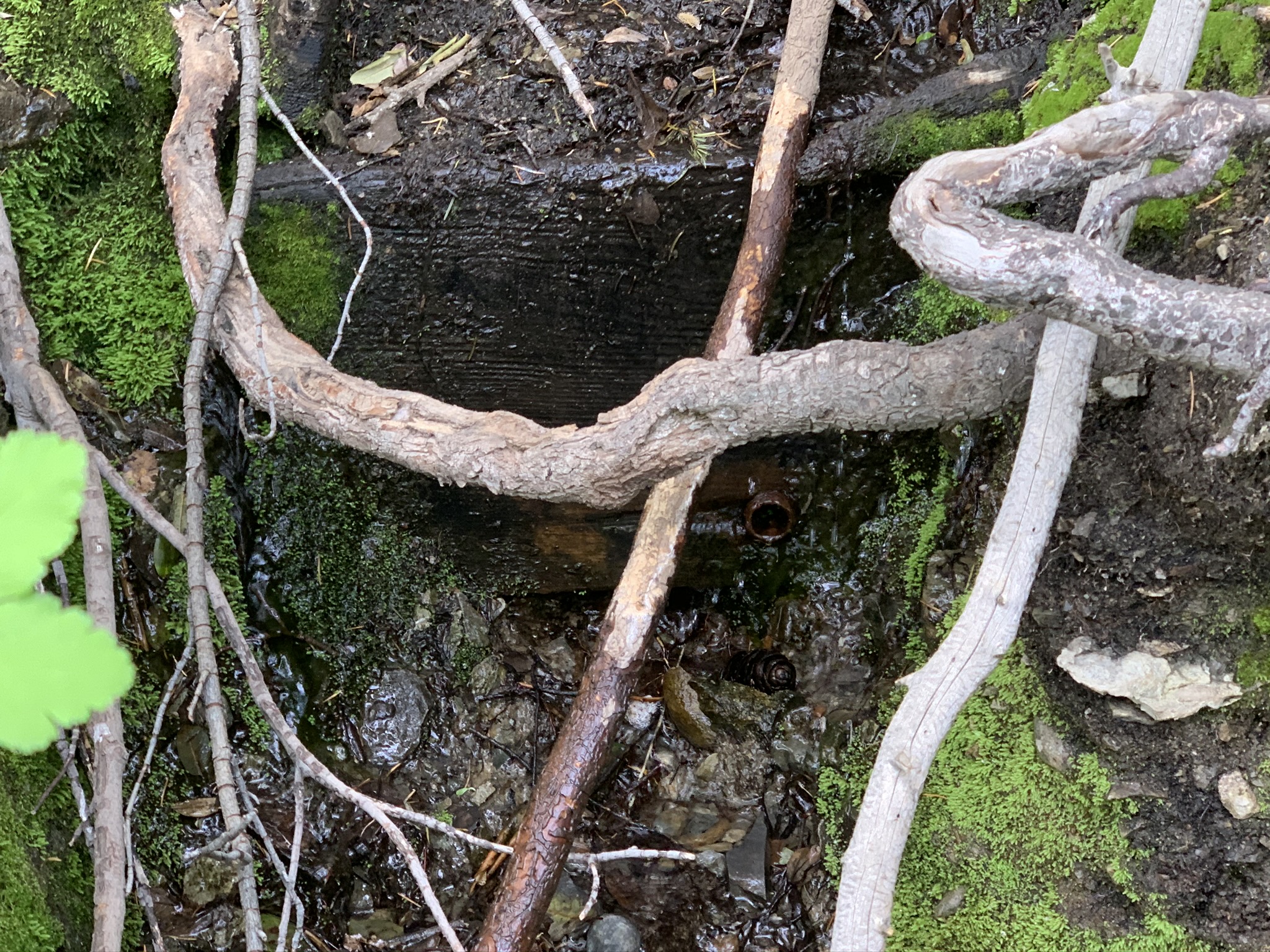 Cobblestone Spring - Los Padres | Backpacking, Camping, MTB, OHV, and ...