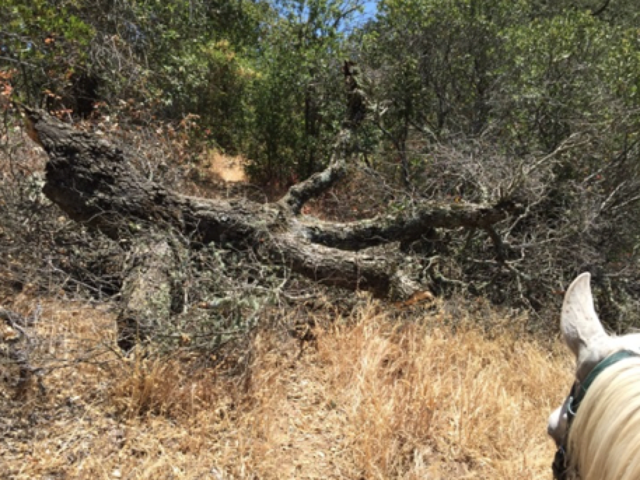 Rinconada Trail - Hiking and Backpacking In The Los Padres National Forest